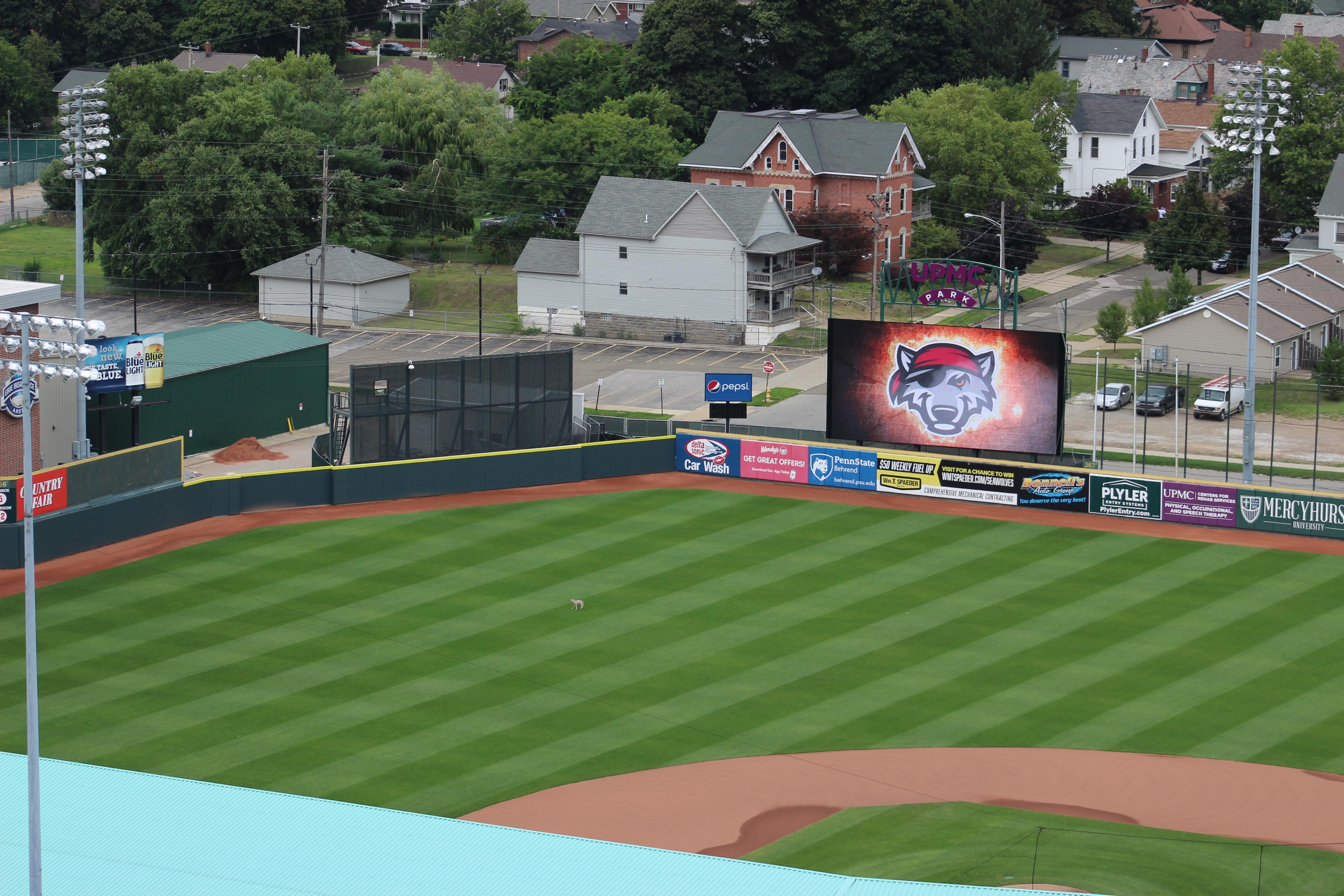 Take the Field for SeaWolves Movie Nights - Erie Reader