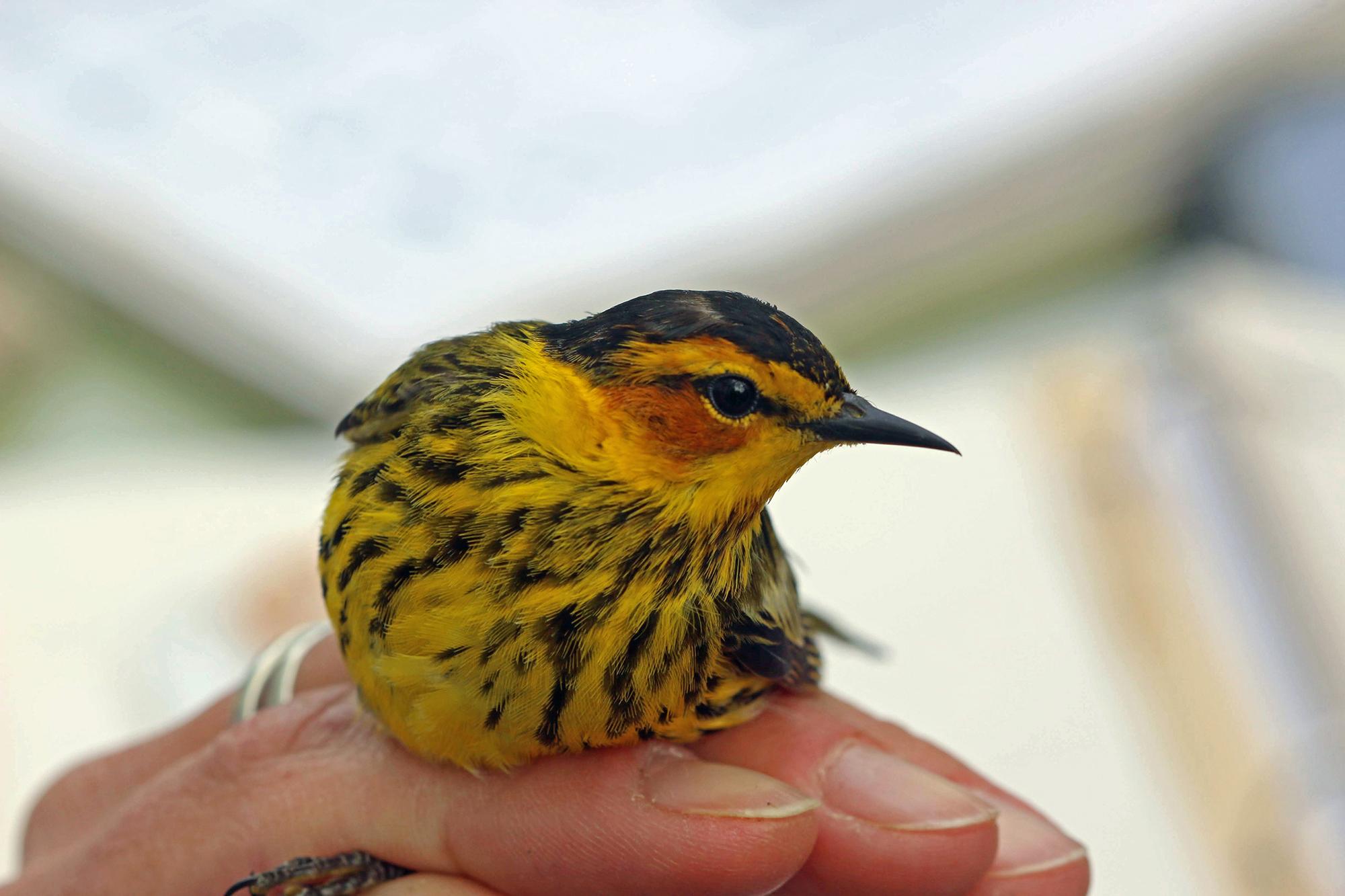 The Jewels of Spring: Bird Banding Station Now Open - Erie Reader