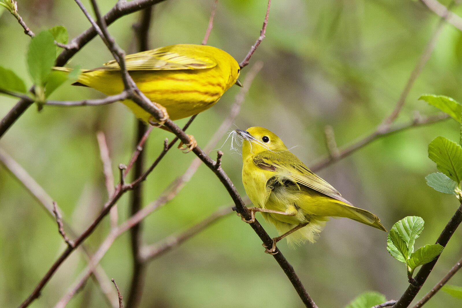 yellow warbler
