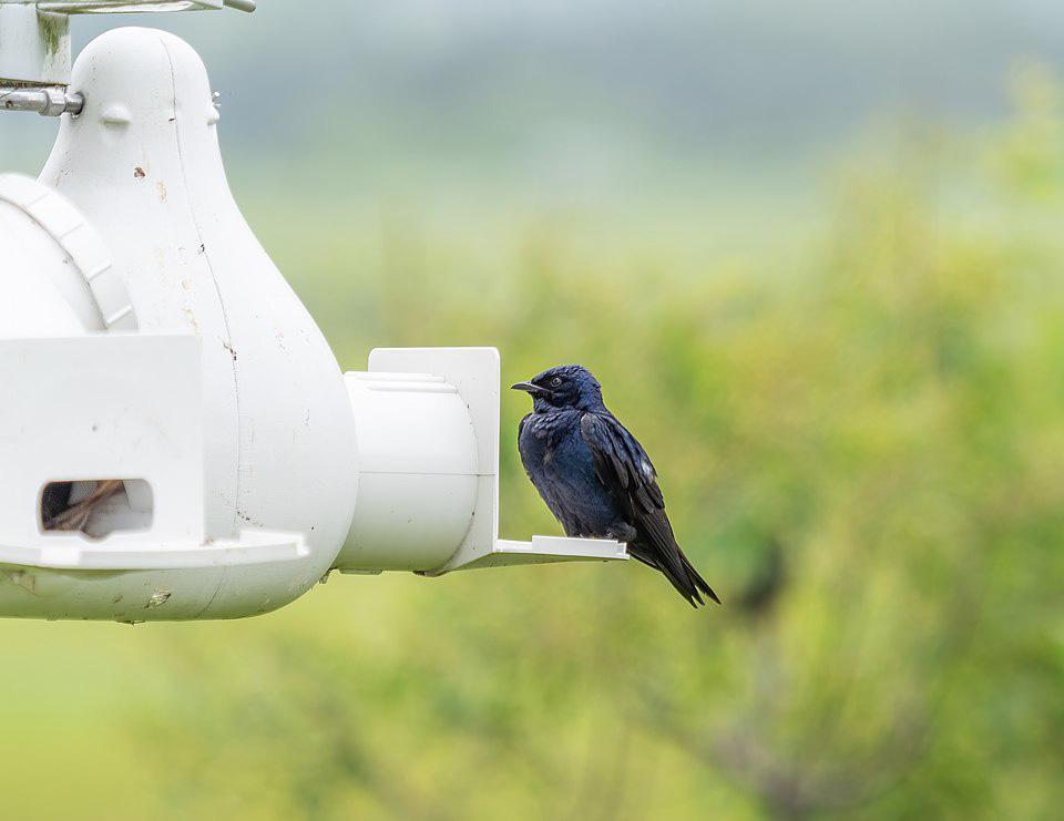 Bird of the Month: Purple Martins June 2026 - Erie Reader