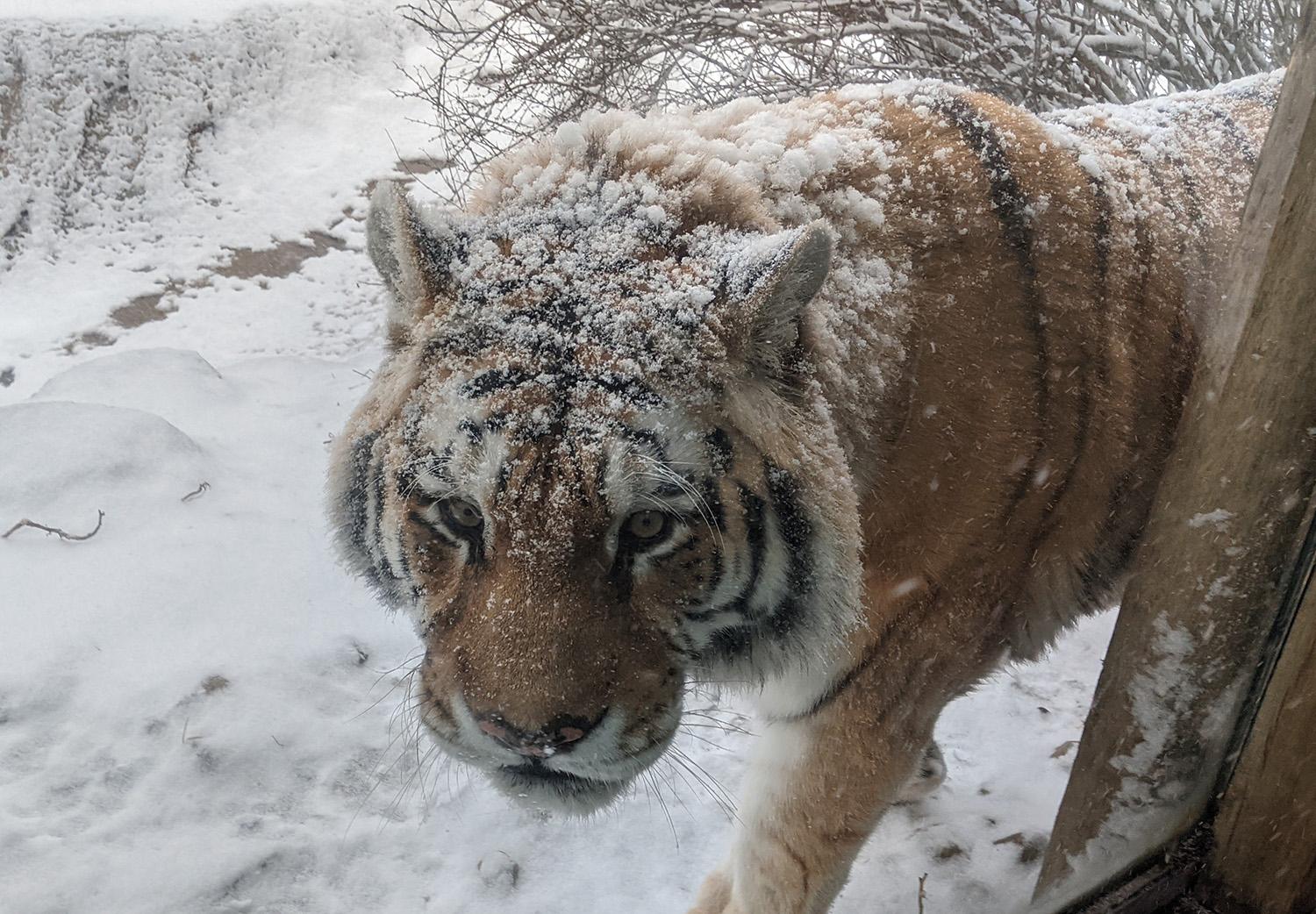 Erie Zoo Extends Hours for Winter Wonderland - Erie Reader