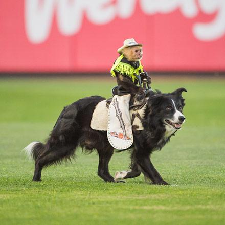 Cowboy Monkey Rodeo: The Not O.K. Corral? - Erie Reader