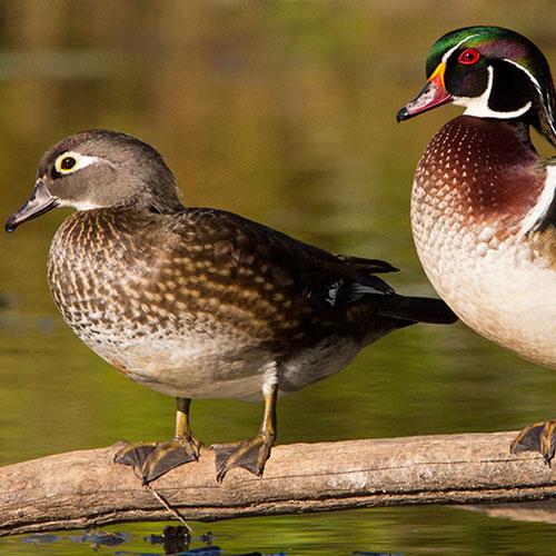 A Young Duck's Fancy - Erie Reader