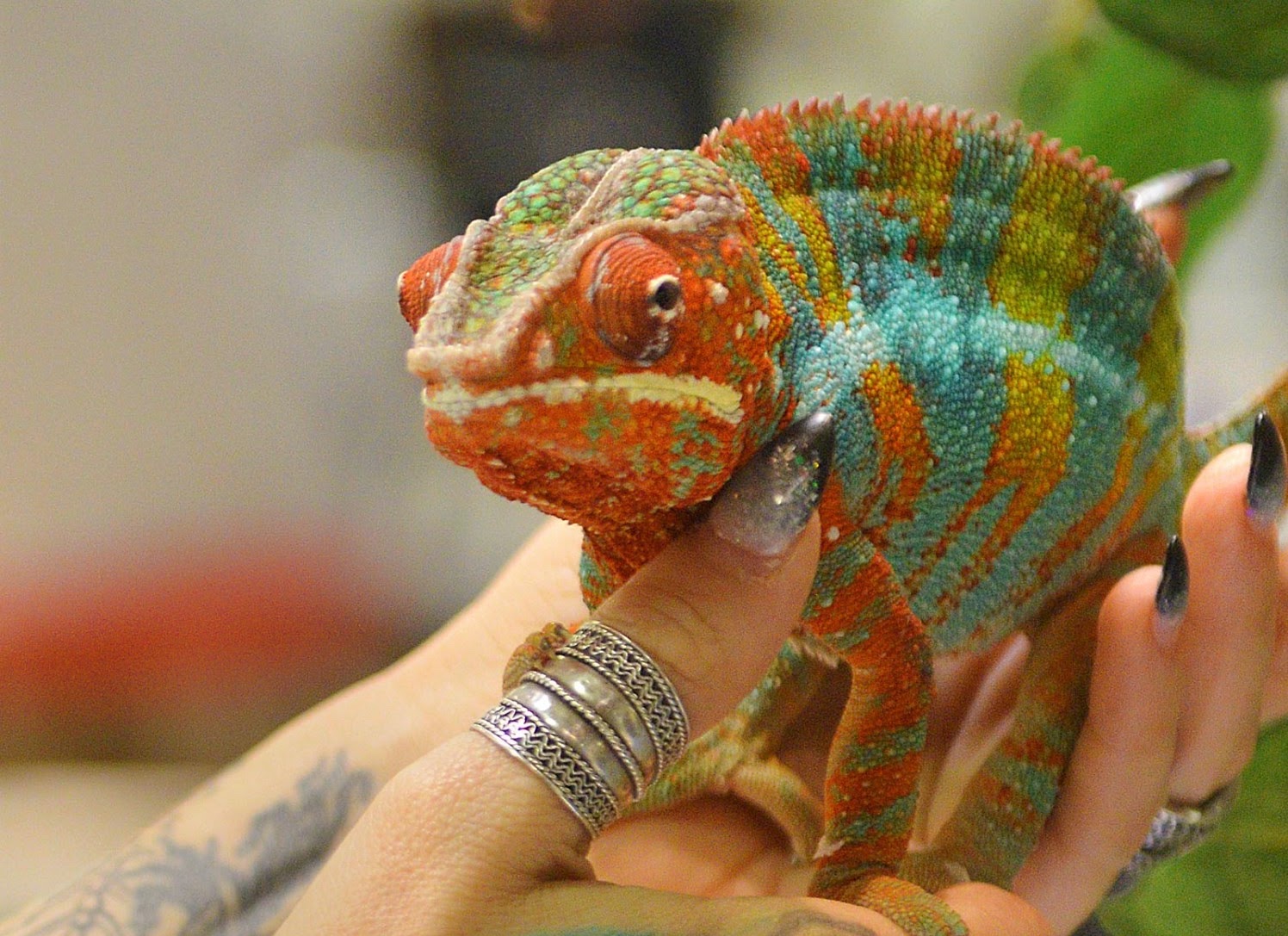 Reptiles Take Over In A Scale tastic Event Erie Reader reptiles-take-over-in-a-scale-tastic-event-erie-reader