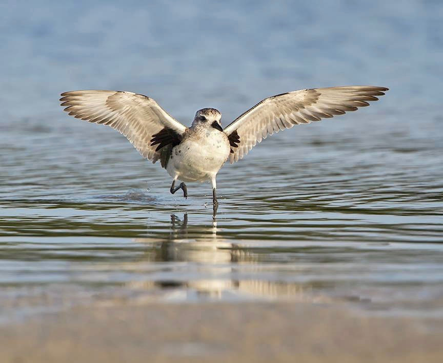 Birdwatchers Flocking to Festival of the Birds - Erie Reader