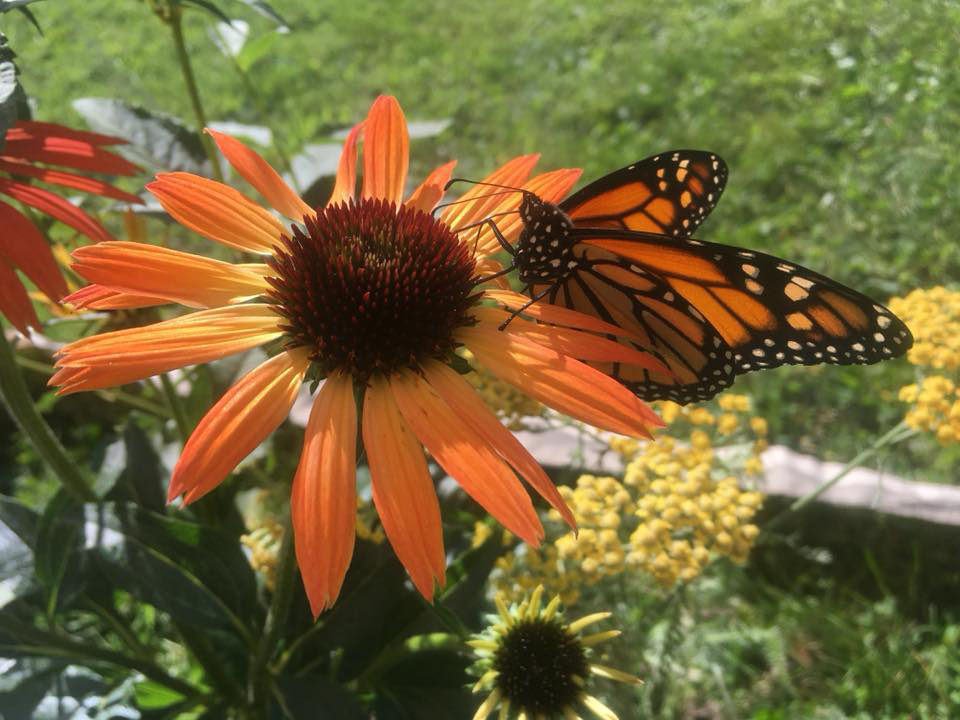 Goodell Gardens' All Local Homegrown Harvest Festival - Erie Reader