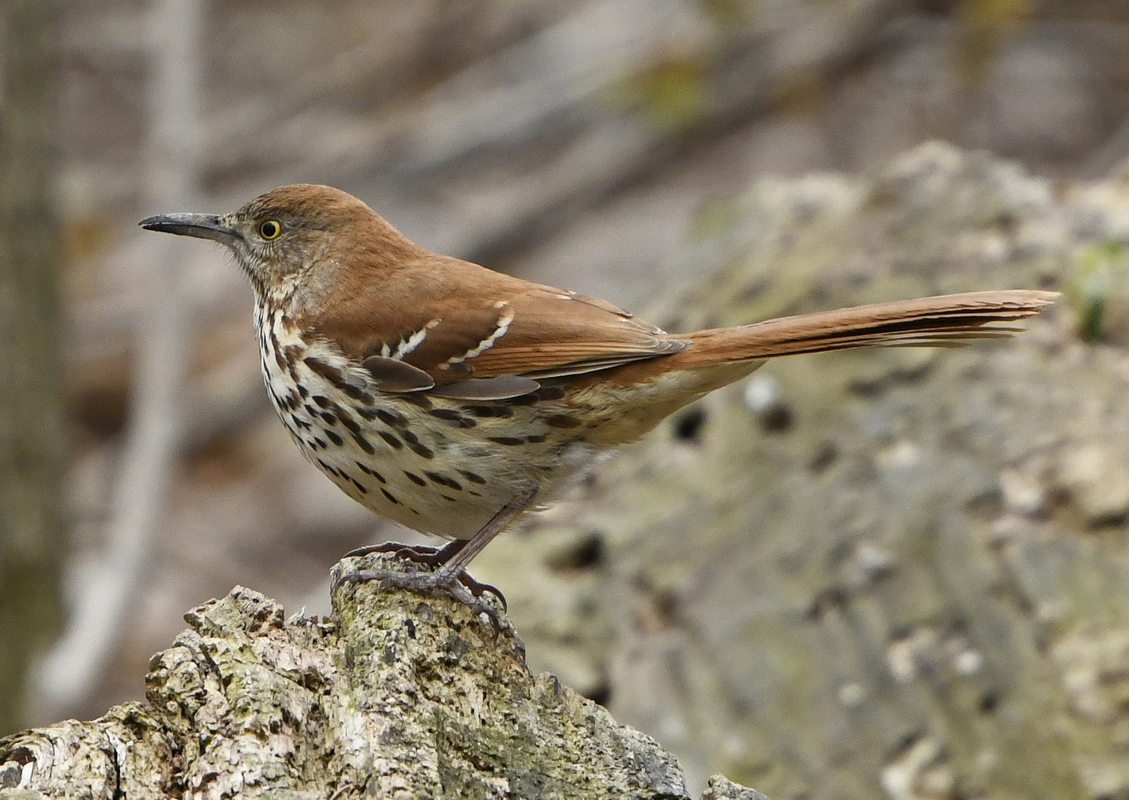 Bird of the Month April 2025: Brown Thrasher - Erie Reader