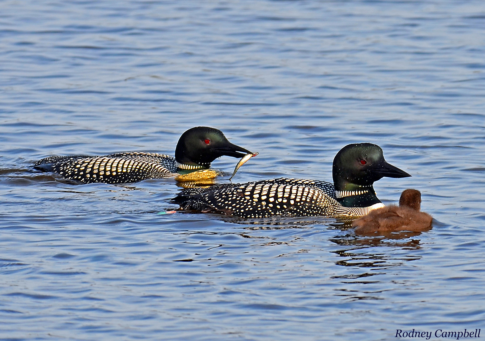 On the Waterfront: Searching for Loons - Erie Reader