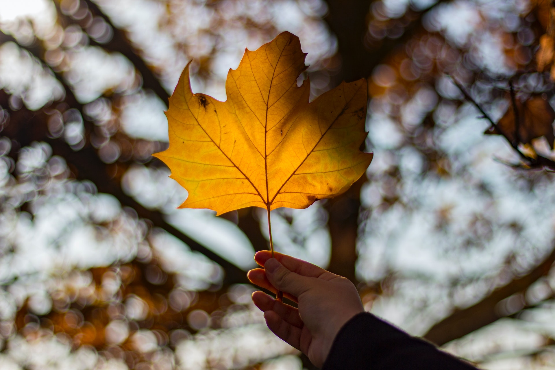 Fall for LEAF Open Markets - Erie Reader