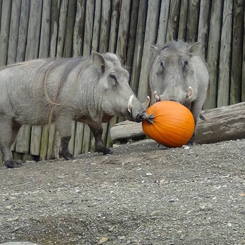 Spook-tacular Fun: Erie Zoo's Annual Event Creeps Up on Us - Erie Reader
